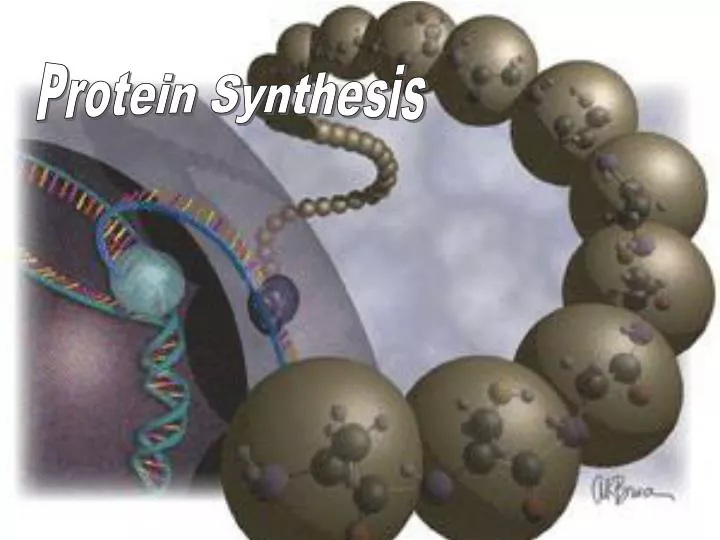 PPT - Protein Synthesis PowerPoint Presentation, free download - ID:6414982