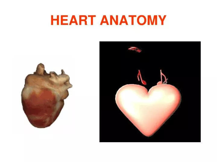 PPT - HEART ANATOMY PowerPoint Presentation, free download - ID:6415138