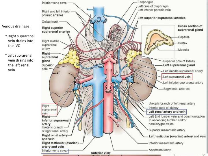 PPT - Anatomy of Suprarenal Glands PowerPoint Presentation - ID:6415167