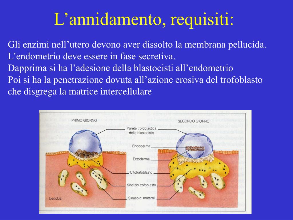 PPT - Sviluppo dell’embrione e del feto PowerPoint Presentation, free ...