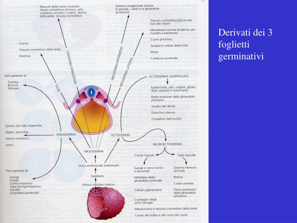 PPT - Sviluppo dell’embrione e del feto PowerPoint Presentation, free ...