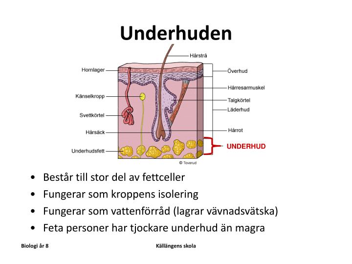 PPT - HUDEN PowerPoint Presentation - ID:6415535