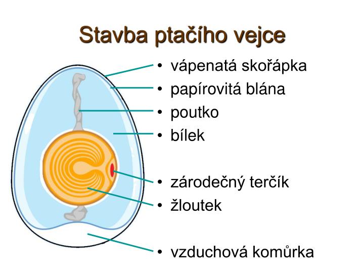 PPT - PTÁCI PowerPoint Presentation - ID:6416098