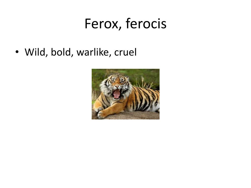 PPT - Latin One adjectives, adverbs, pronouns, prepositions, etc ...