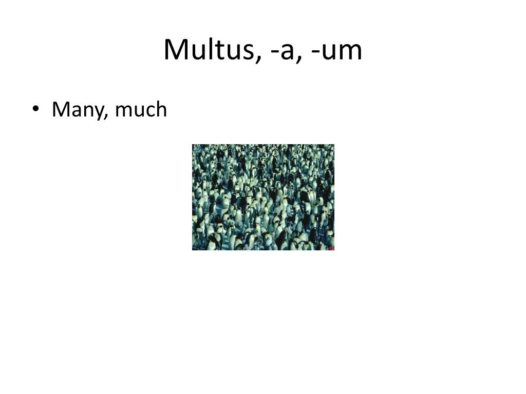 PPT - Latin One adjectives, adverbs, pronouns, prepositions, etc ...