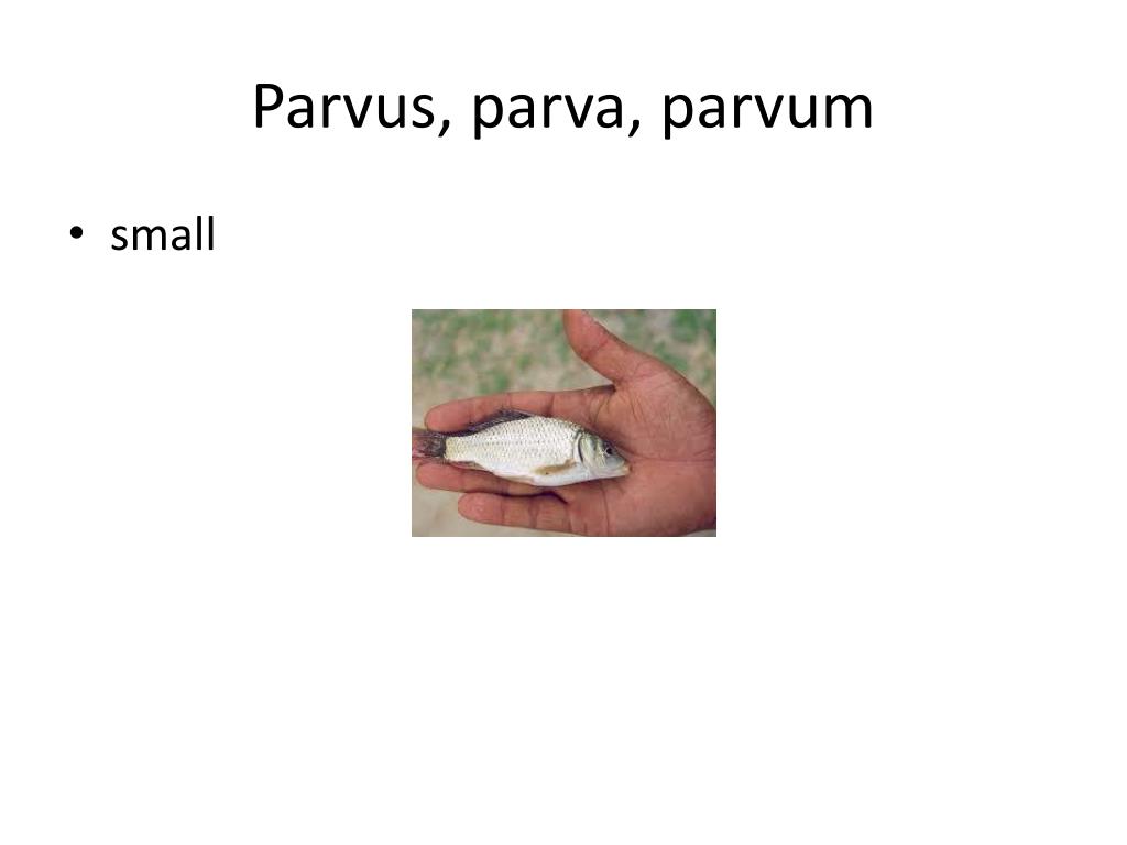 PPT - Latin One adjectives, adverbs, pronouns, prepositions, etc ...