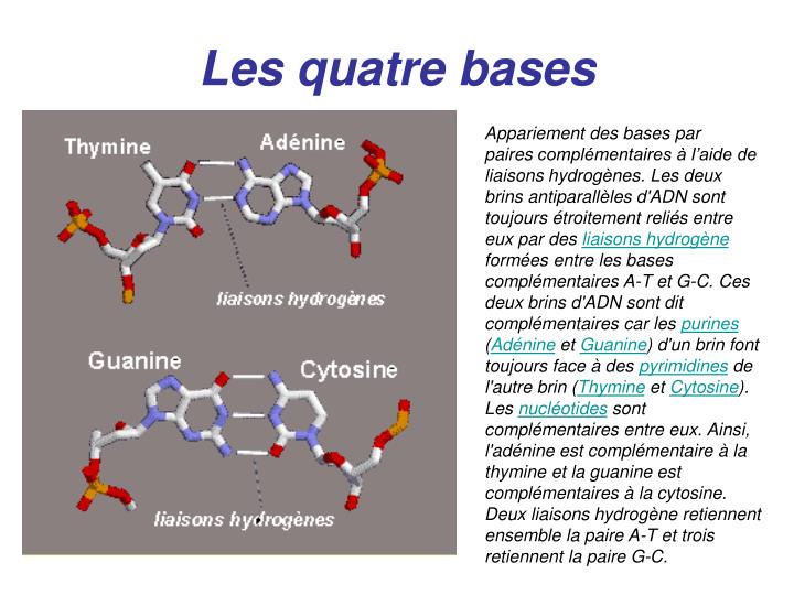 PPT - Acide désoxyribonucléique : ADN PowerPoint Presentation - ID:6416375