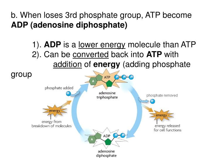 PPT - Unit 2: Cells Chapter 4: Cells and Energy PowerPoint Presentation ...