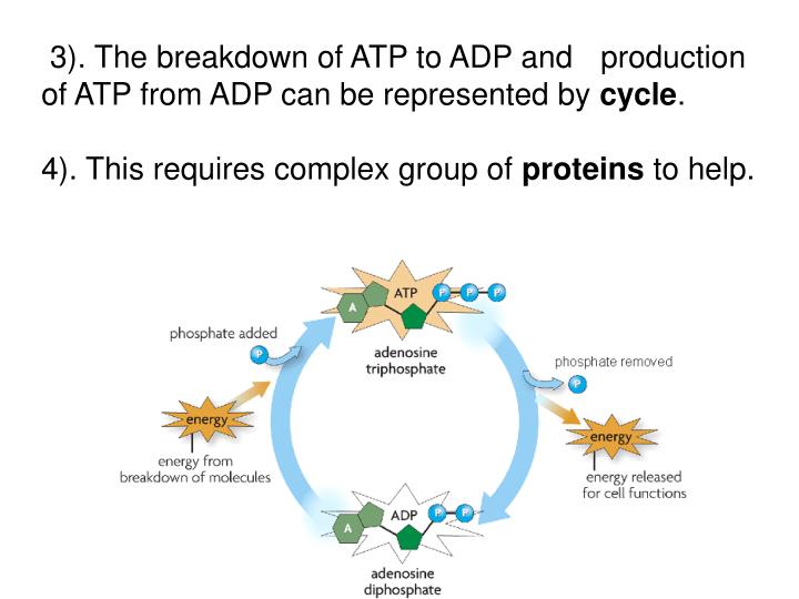 PPT - Unit 2: Cells Chapter 4: Cells and Energy PowerPoint Presentation ...