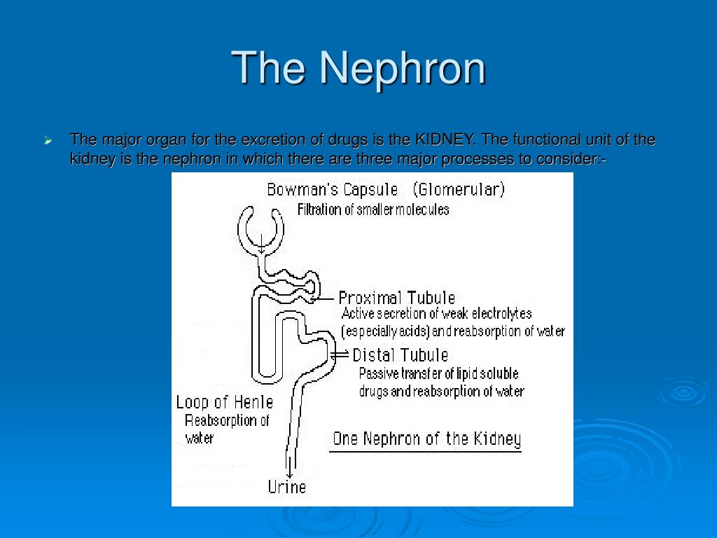 PPT - Drugs and Renal Disease PowerPoint Presentation, free download ...