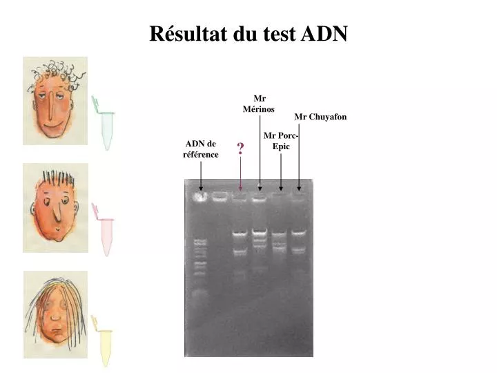 PPT - Résultat du test ADN PowerPoint Presentation, free download - ID ...