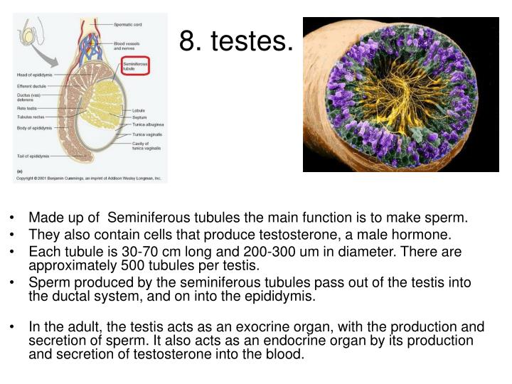 PPT - Human Reproductive System PowerPoint Presentation - ID:6416843