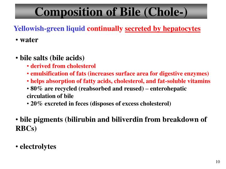 PPT - Chapter 23 Digestive System Lecture 11 PowerPoint Presentation ...