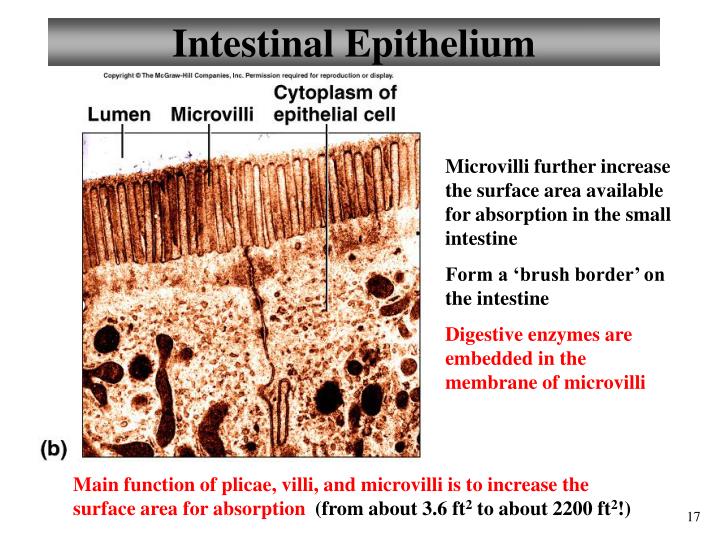 PPT - Chapter 23 Digestive System Lecture 11 PowerPoint Presentation ...