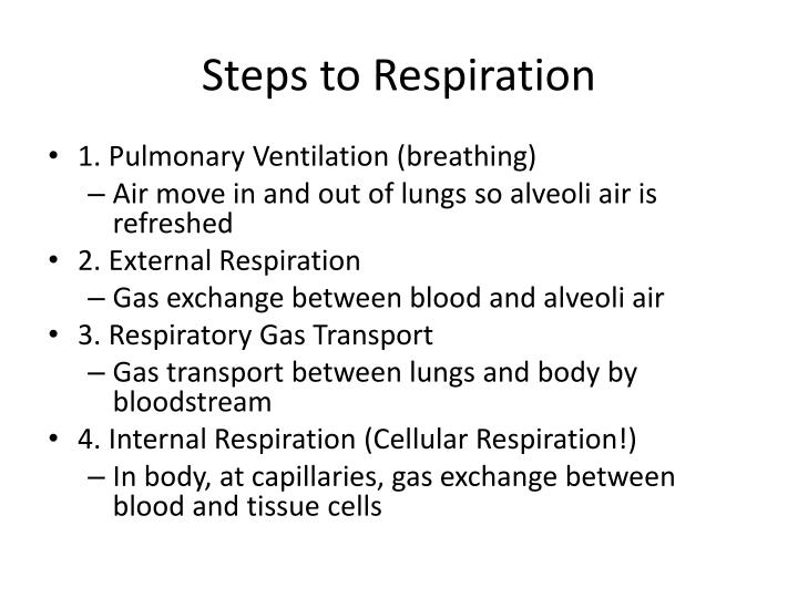 PPT - The Respiratory System PowerPoint Presentation - ID:6418158