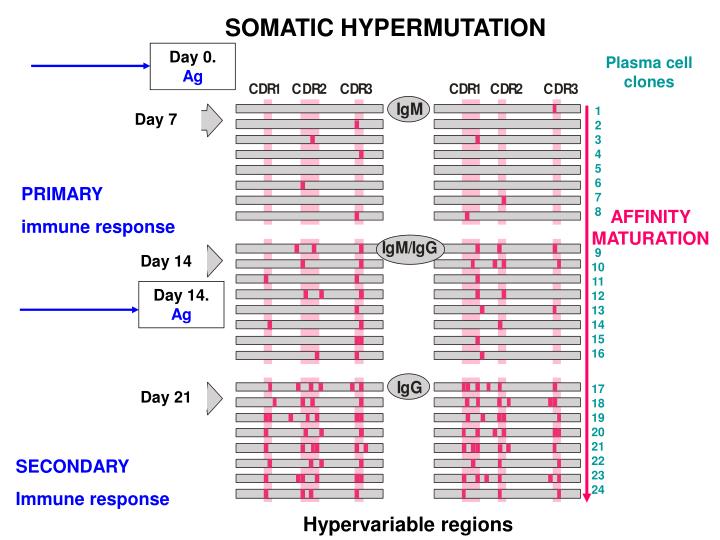 PPT - SOMATIC HYPERMUTATION PowerPoint Presentation - ID:6418504