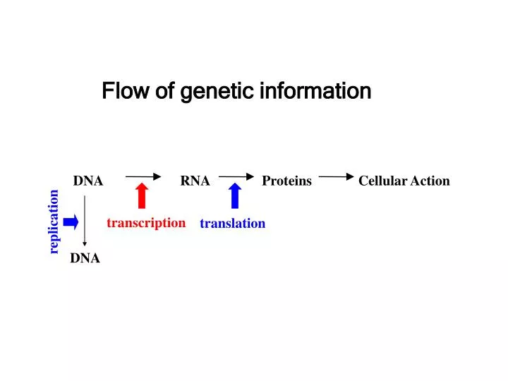 PPT - Flow of genetic information PowerPoint Presentation, free ...
