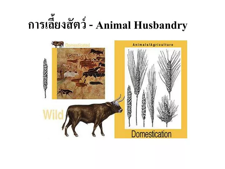 PPT - การเลี้ยงสัตว์ - Animal Husbandry PowerPoint Presentation - ID ...