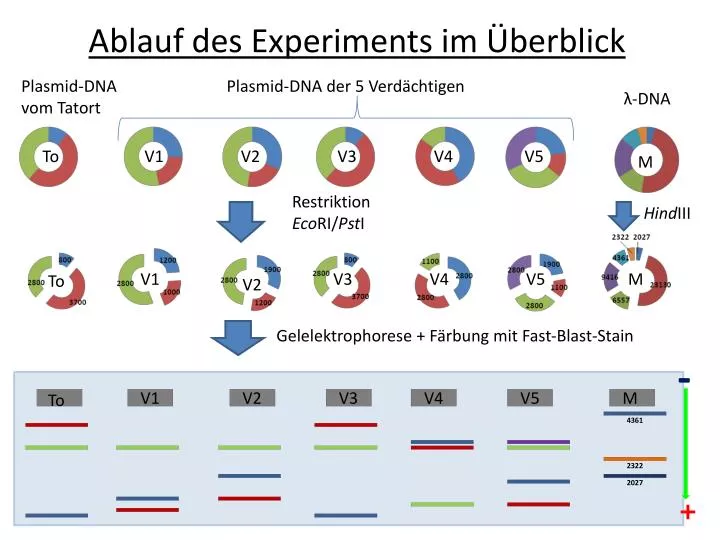 PPT - Ablauf des Experiments im Überblick PowerPoint Presentation, free ...