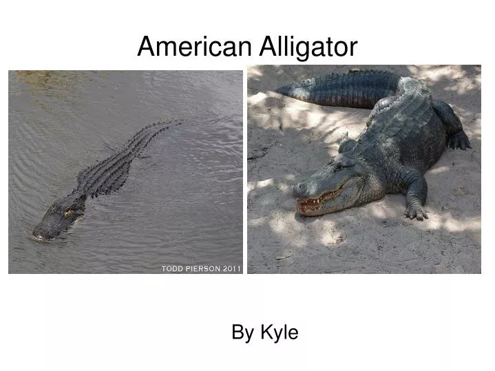 PPT - American Alligator PowerPoint Presentation, free download - ID ...