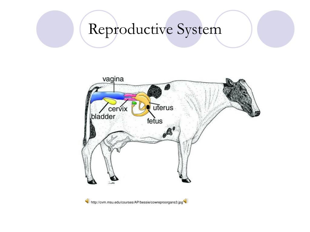 Ppt Female Bovine Reproduction System Powerpoint Presentation Free