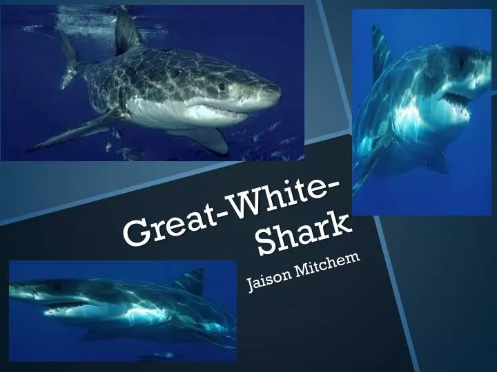 PPT - Great-White-Shark PowerPoint Presentation, free download - ID:6435937