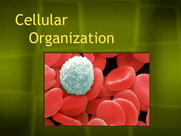 PPT - Cellular Organization PowerPoint Presentation, free download - ID ...