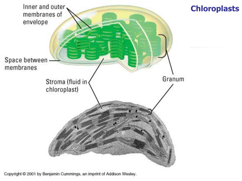 PPT - Introduction to Cytology or Cell Biology PowerPoint Presentation ...