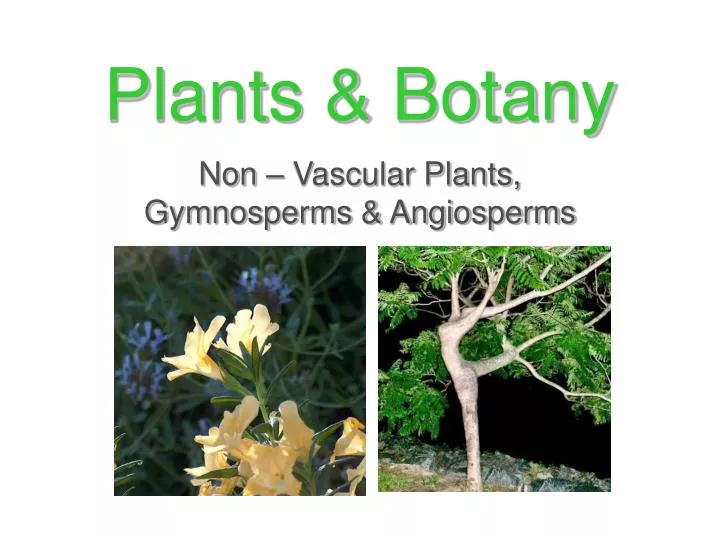 PPT - Plants & Botany PowerPoint Presentation, free download - ID:6443310
