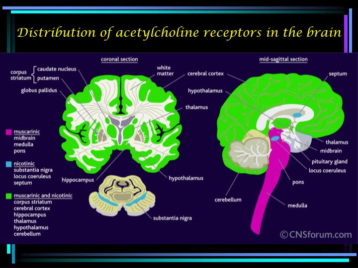 PPT - Homeostatic system and Drugs PowerPoint Presentation - ID:6443527