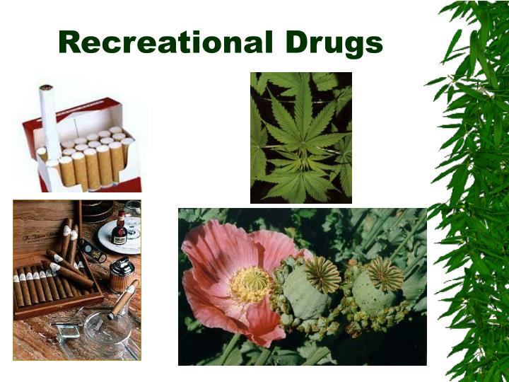 PPT - Plant of the day PowerPoint Presentation - ID:6445952