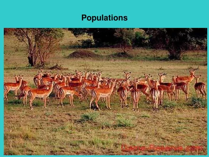 PPT - Populations PowerPoint Presentation, free download - ID:6447985