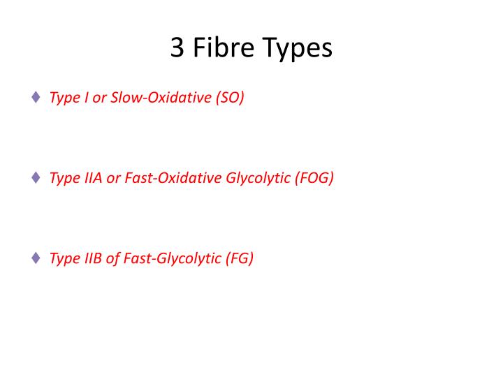 PPT - Slow Twitch and Fast Twitch Muscle Fibres PowerPoint Presentation ...