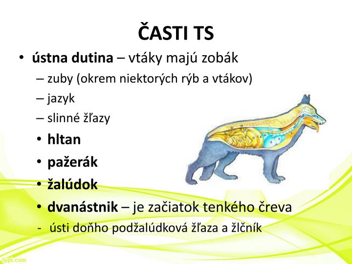 PPT - TRÁVIACA SÚSTAVA STAVOVCOV PowerPoint Presentation - ID:6448429