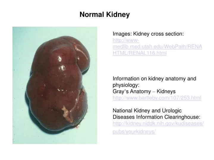 PPT - Normal Kidney PowerPoint Presentation, free download - ID:6450034