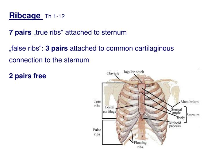 PPT - Premedical Biology PowerPoint Presentation - ID:6450128