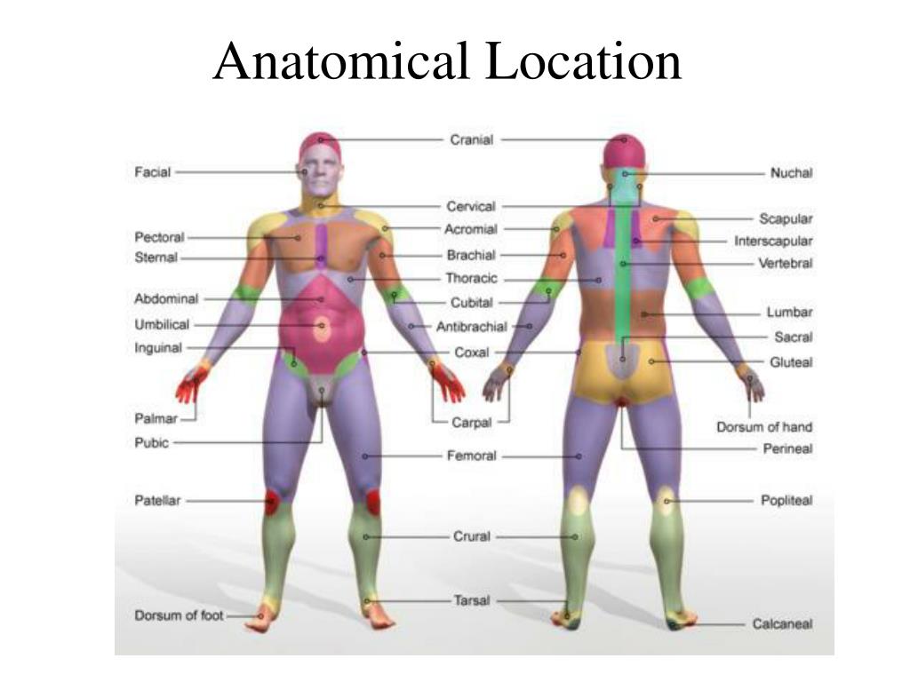 PPT Human Anatomy Physiology Dr Michael Raucci PowerPoint PPT Human Anatomy Physiology Dr Michael Raucci PowerPoint