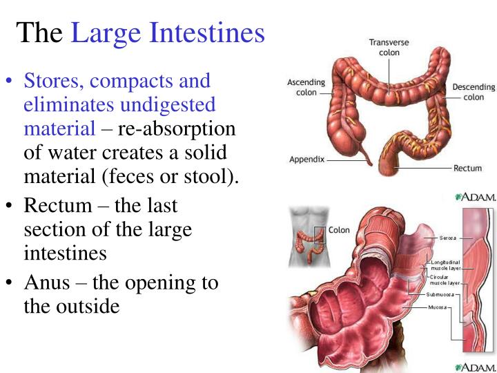 PPT - Human Anatomy & Physiology Dr. Michael Raucci PowerPoint ...