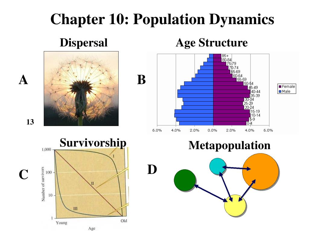 PPT - Chapter 10: Population Dynamics PowerPoint Presentation, free ... PPT - Chapter 10: Population Dynamics PowerPoint Presentation, free ...