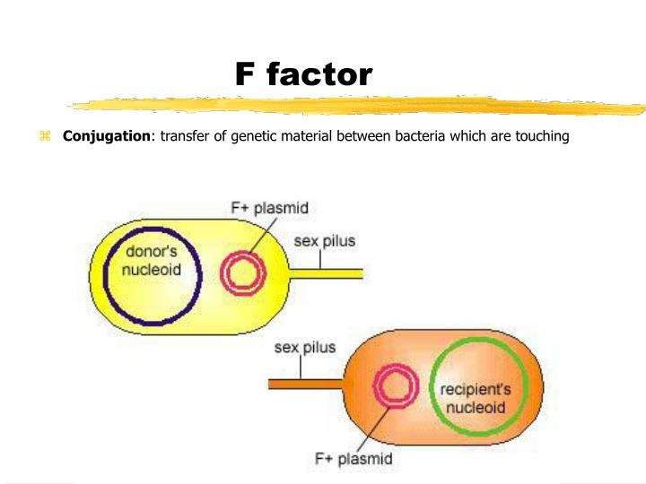PPT - Structure and function of genome PowerPoint Presentation - ID:6454661