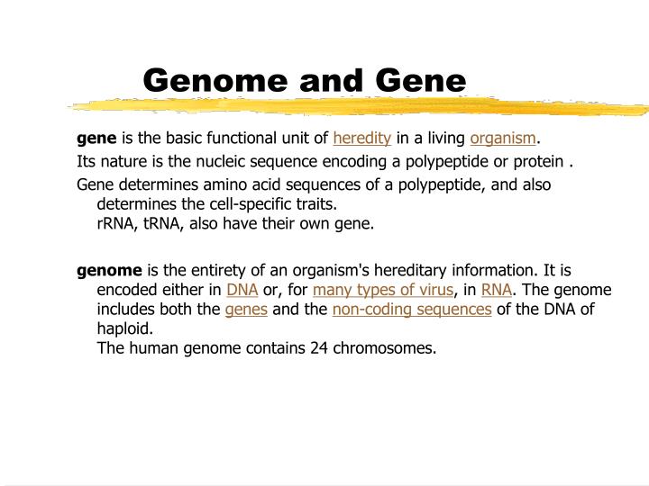 PPT - Structure and function of genome PowerPoint Presentation - ID:6454661