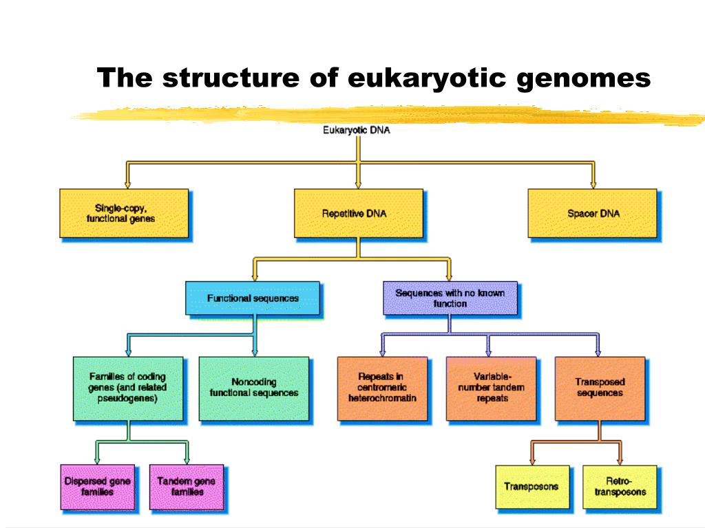 Ppt Structure And Function Of Genome Powerpoint Presentation Free