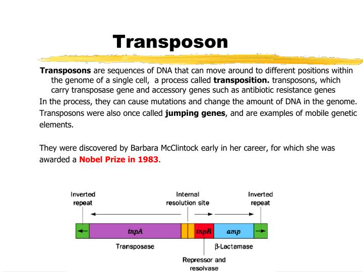 PPT - Structure and function of genome PowerPoint Presentation - ID:6454661