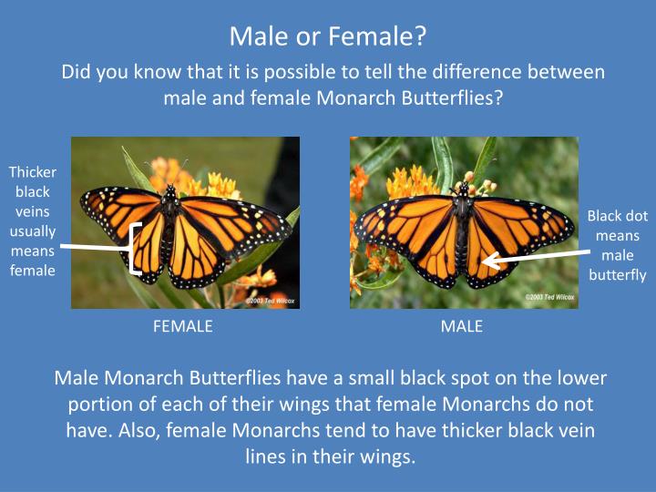 Ppt The Monarch Butterfly Powerpoint Presentation Id 6455431