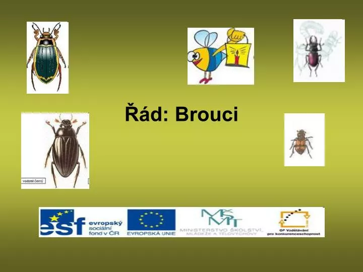 PPT - Řád: Brouci PowerPoint Presentation, free download - ID:6456281