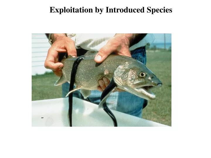 PPT - Exploitation by Introduced Species PowerPoint Presentation, free ...