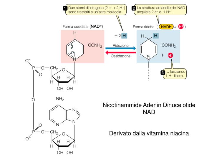 PPT - Metabolismo energetico PowerPoint Presentation - ID:6457485