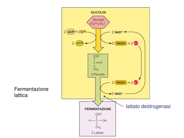 PPT - Metabolismo energetico PowerPoint Presentation - ID:6457485