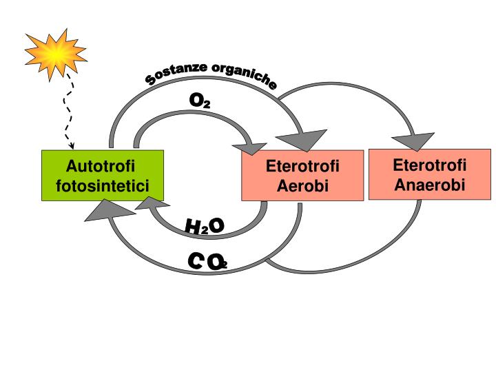PPT - Metabolismo energetico PowerPoint Presentation - ID:6457485