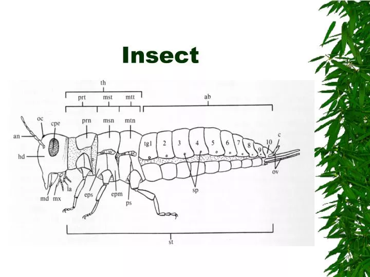 PPT - Insect PowerPoint Presentation, free download - ID:6460017